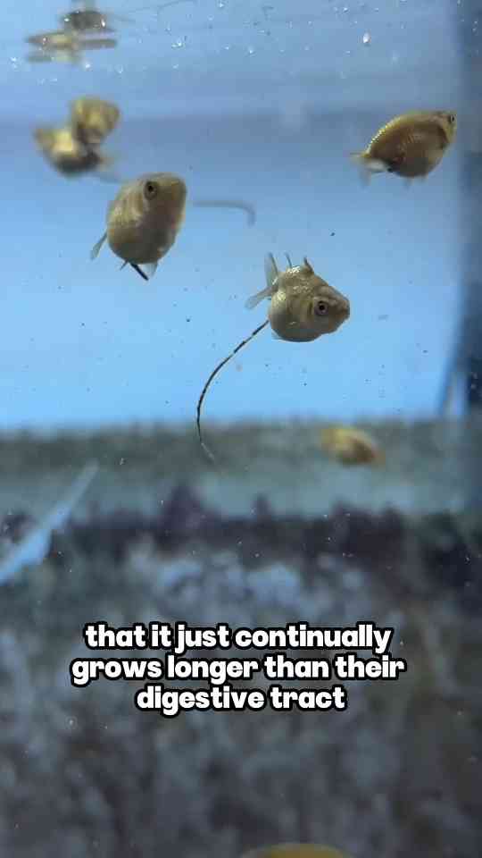 Why do baby goldfish have MEGA POOPS