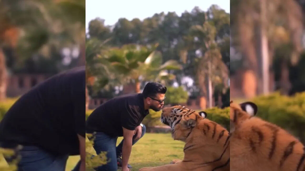 WATCH: Pakistani Content Creator Kisses Chained Tiger – Internet 'Loses It'