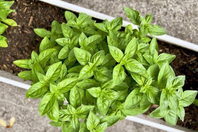 Supermarket basil will double in size if you 'never' make common mistake