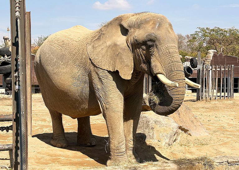 Elephant retirement home: This zoo in Spain is helping elderly animals ...