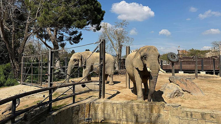 Elephant retirement home: This zoo in Spain is helping elderly animals ...