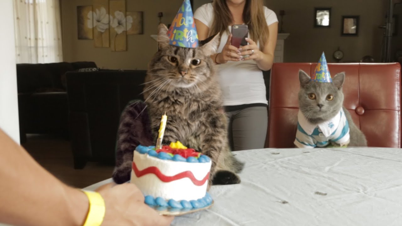 Cat surprises owner with hilarious birthday reaction