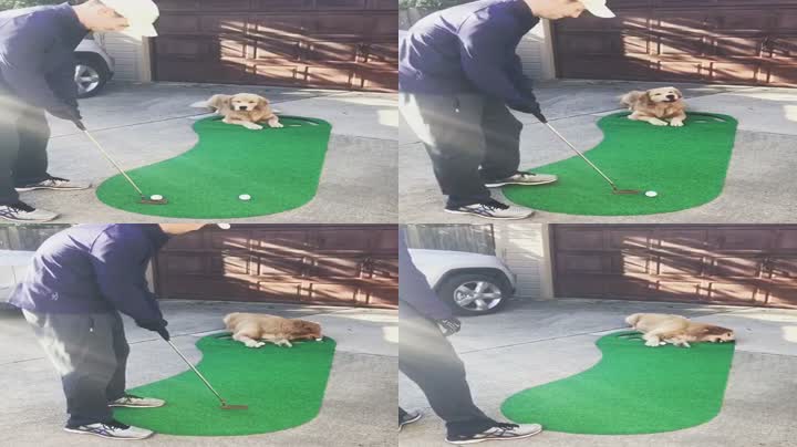 Golf Green Pup Catches and Chews Every Flying Ball