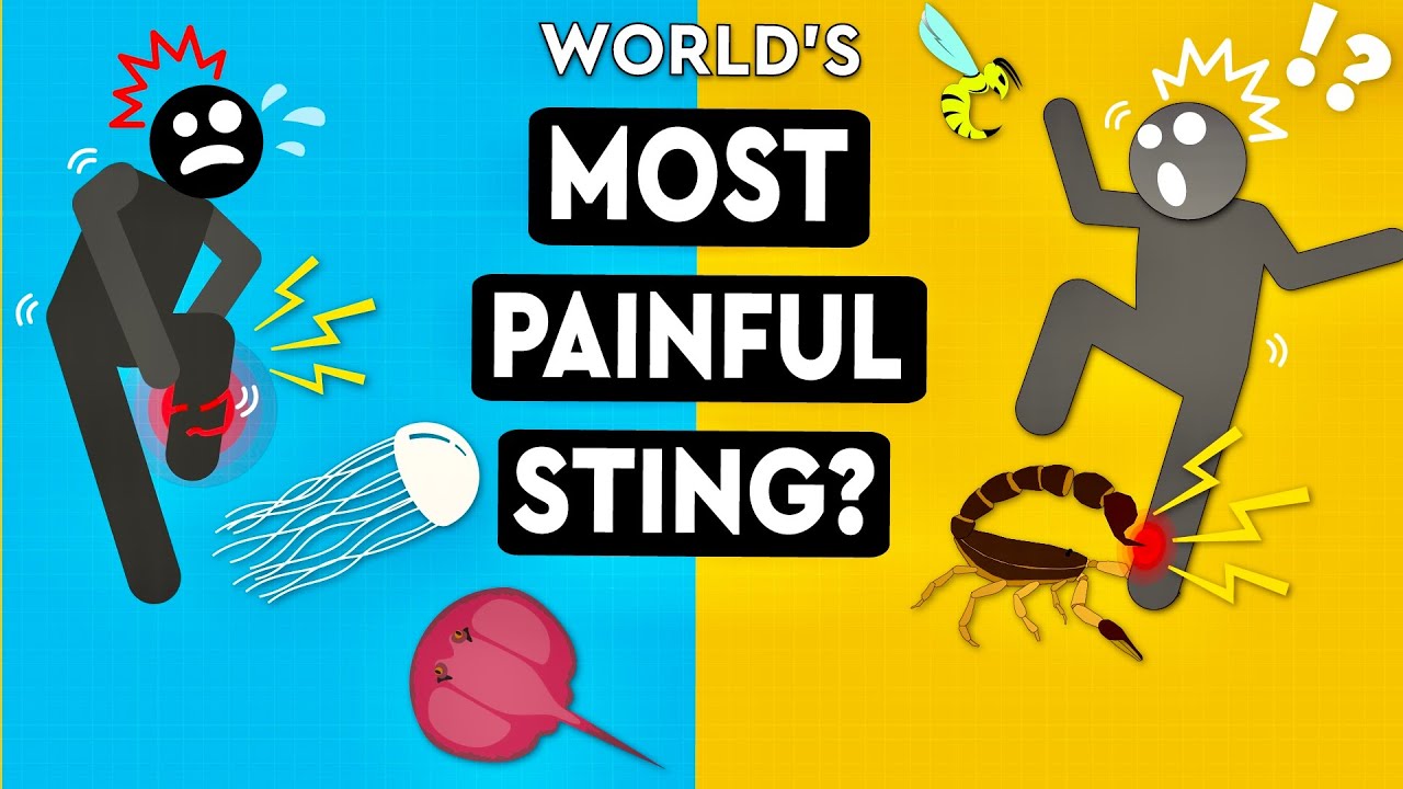 Discover the most painful sting that humans can still survive