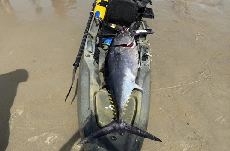 Wild Outer Banks massive bluefin tuna catches at NC pier end after ...