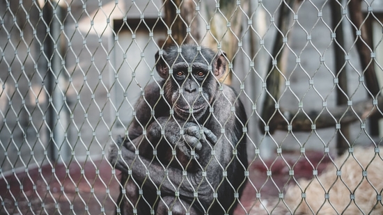 Chinese zoo dresses up baby chimp in clothes and braids to look like a ...