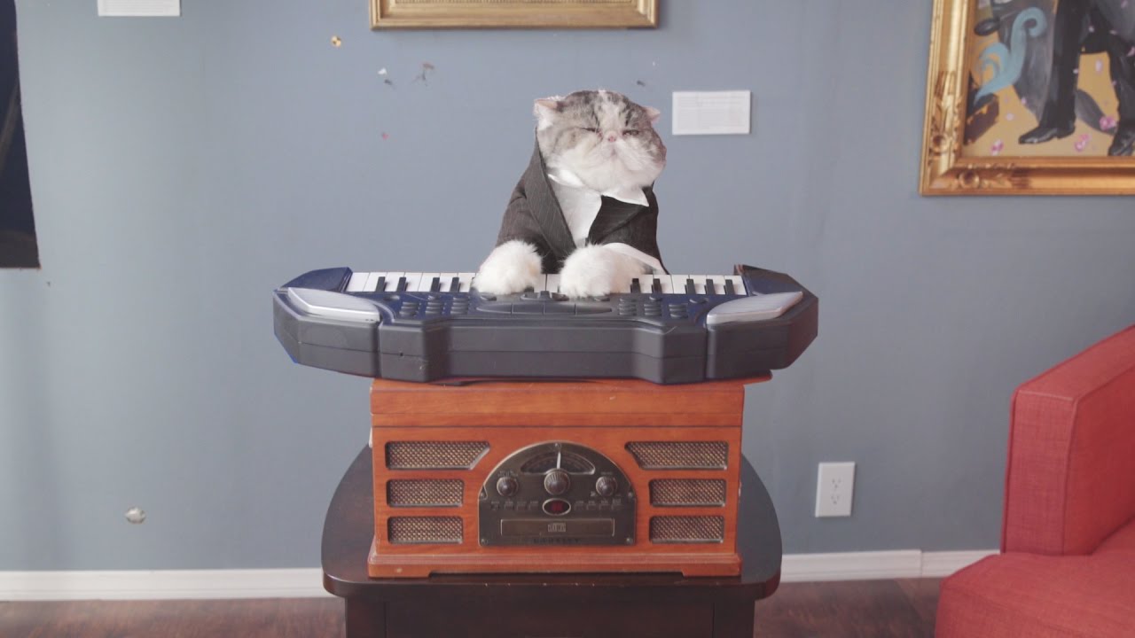 Cats attempt choir lesson with unexpected results