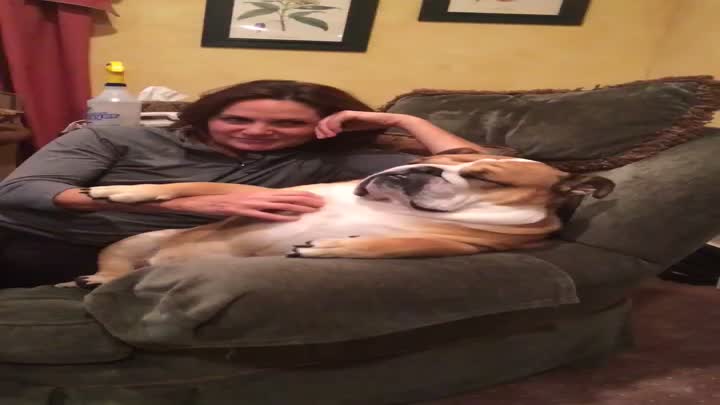 Bulldog Snores Loudly and Scratches in Deep Sleep