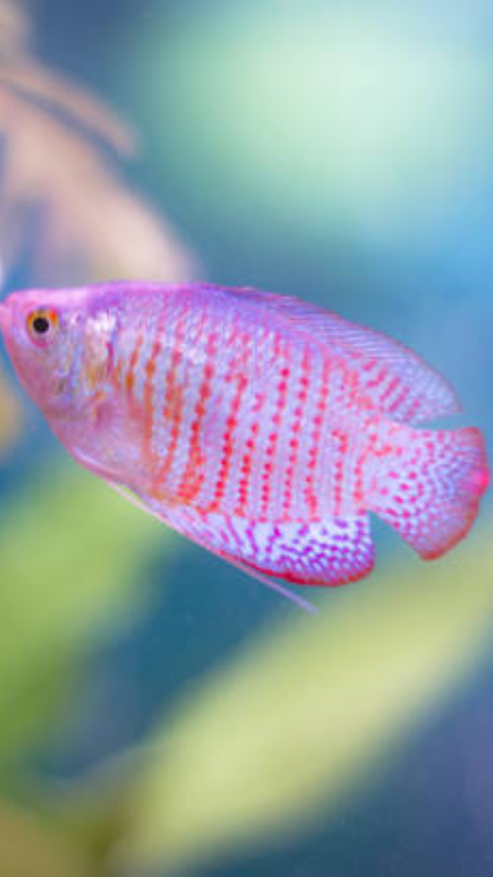 10 beautiful fishes that are pink in colour