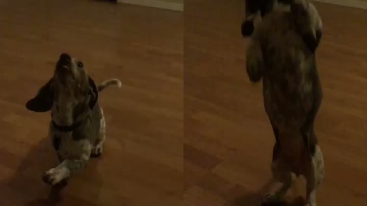 Slow-Mo Dog Jump That’s Simply Epic