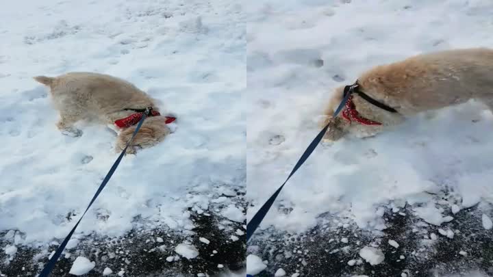 Dog Rubs Face in Snow With Pure Joy