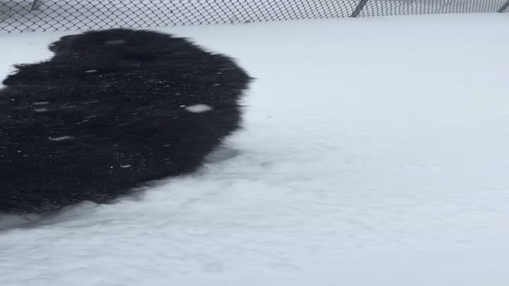 Dog Runs Wild in Snow Until Treat Call Brings Him Back