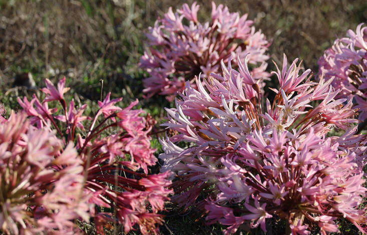 March Showers Bring April Flowers: Otherworldly Brunsvigia Lilies