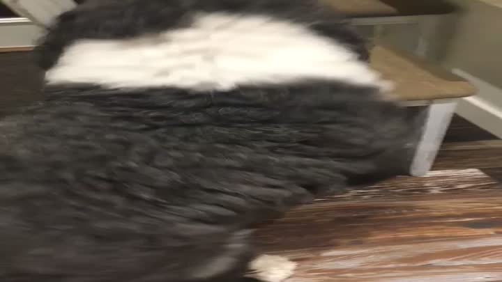 Dog Takes Seat at Dinner Table and Waits