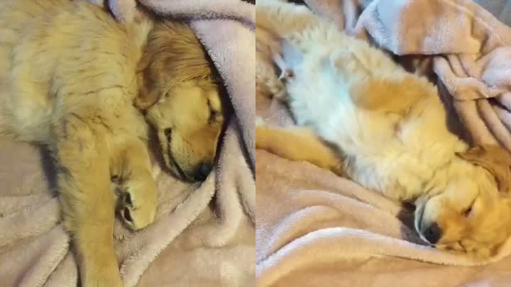Sleepy Golden Pup Struggles to Wake Up