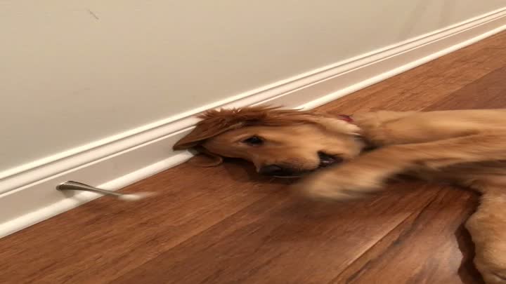 Adorable Pup's Playful Antics with Door Stopper Delight Viewers