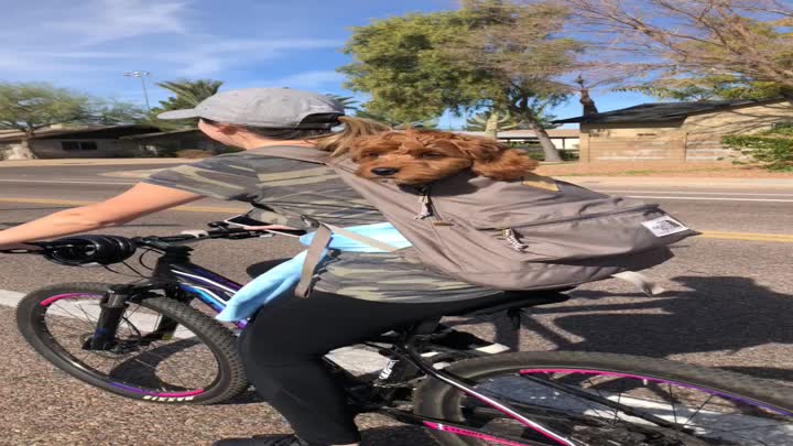 Backpack Pup Joins Owner for Scenic Bike Ride