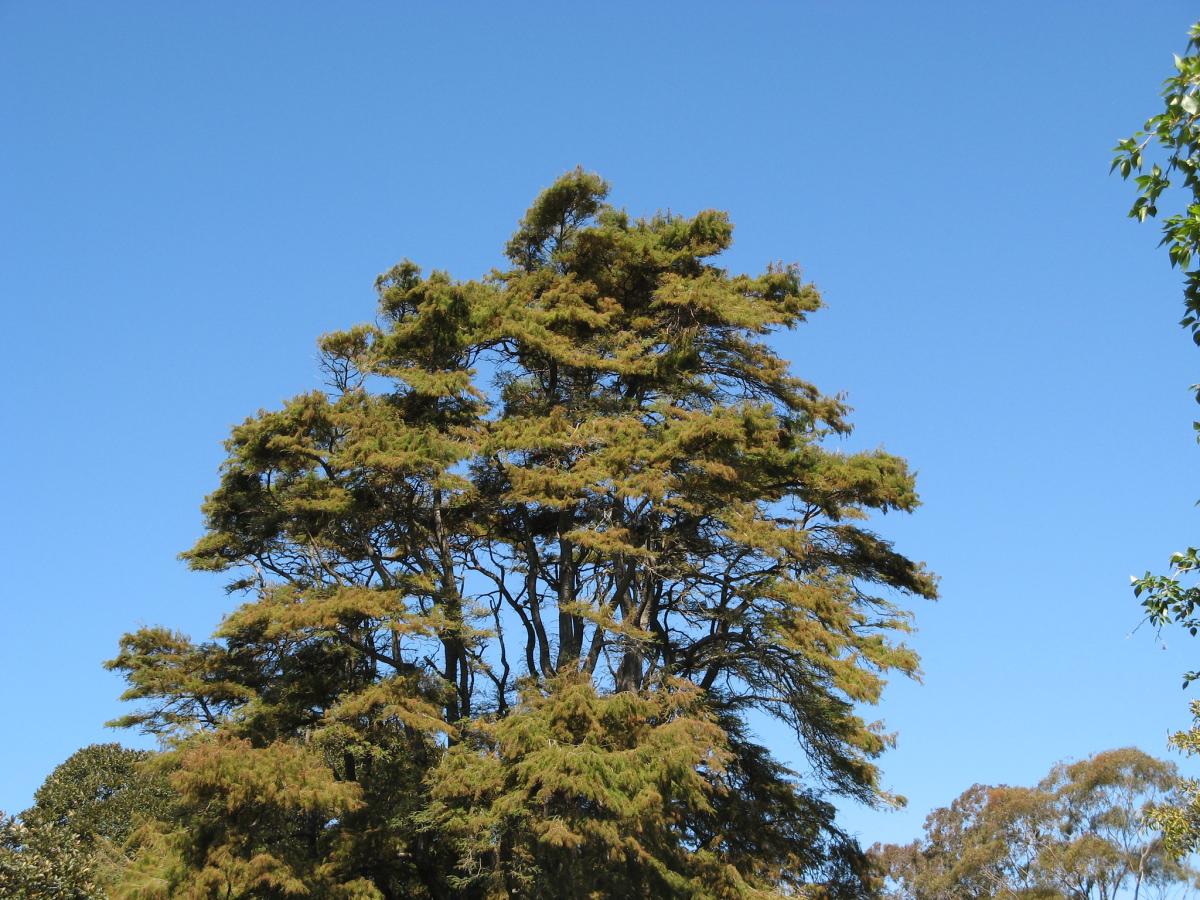 Todo lo que necesitas saber sobre el Taxodium Mucronatum
