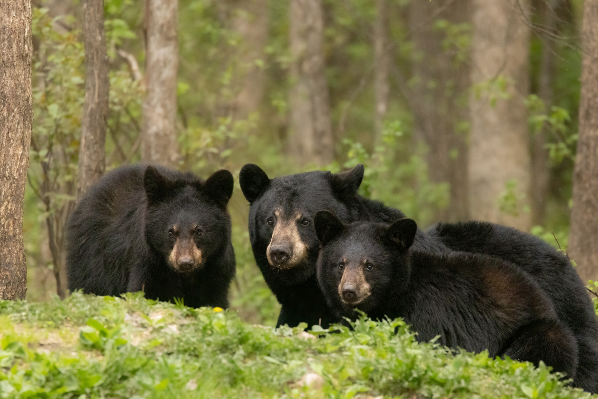 Different types of bears and how to stay safe around one