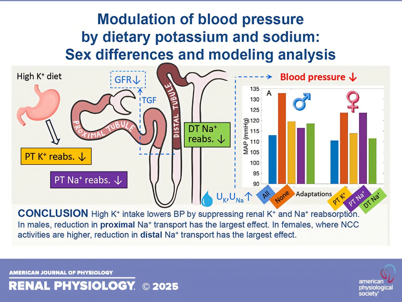 Mathematical model demonstrates ratio of potassium to sodium intake key ...