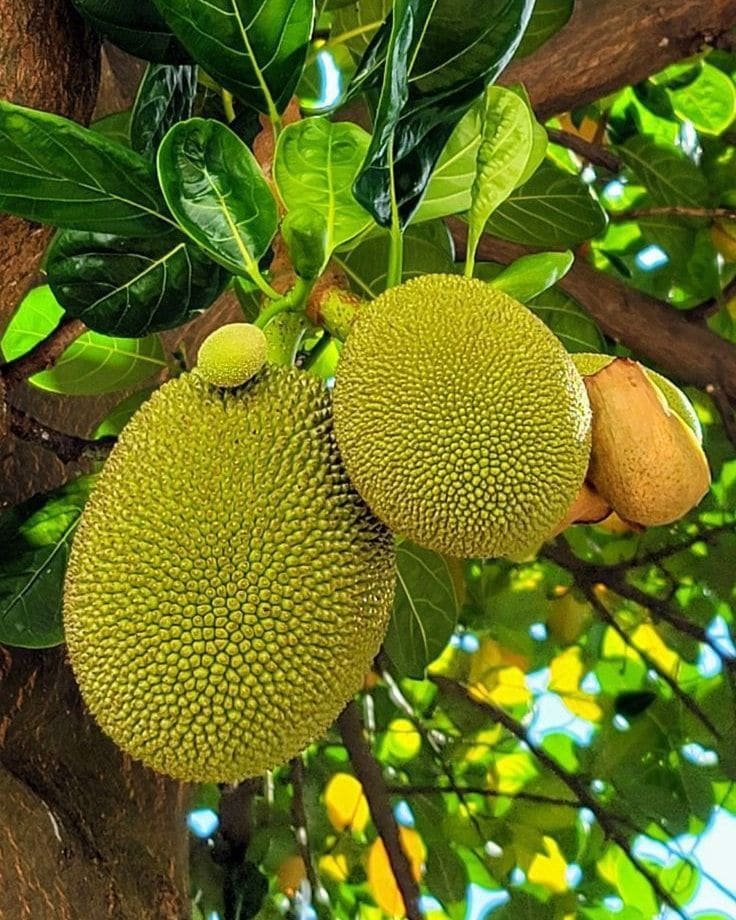 5 health benefits of eating jackfruit