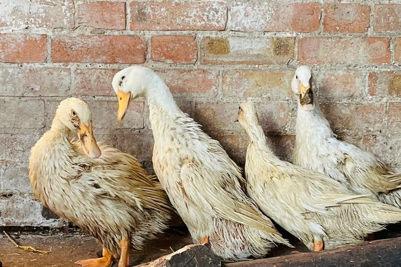 Ducks 'left locked in a barn' rescued by Cambridgeshire farm