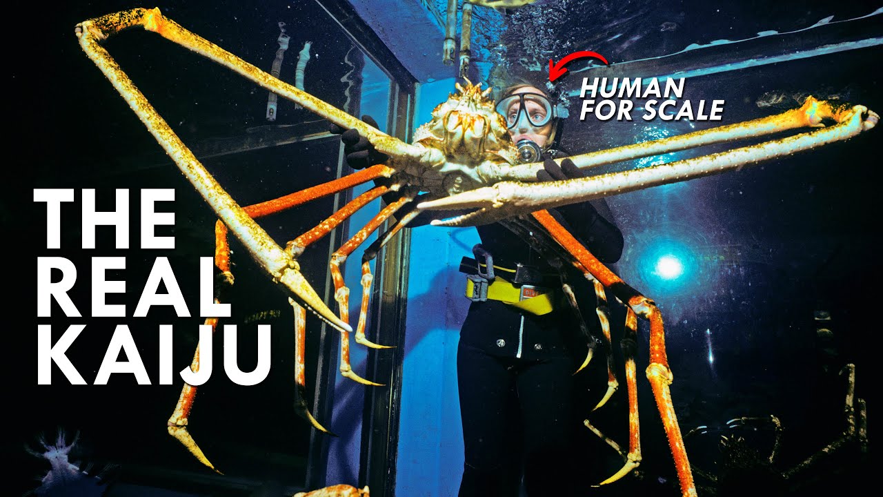 Japanese Spider Crab: The Original Kaiju