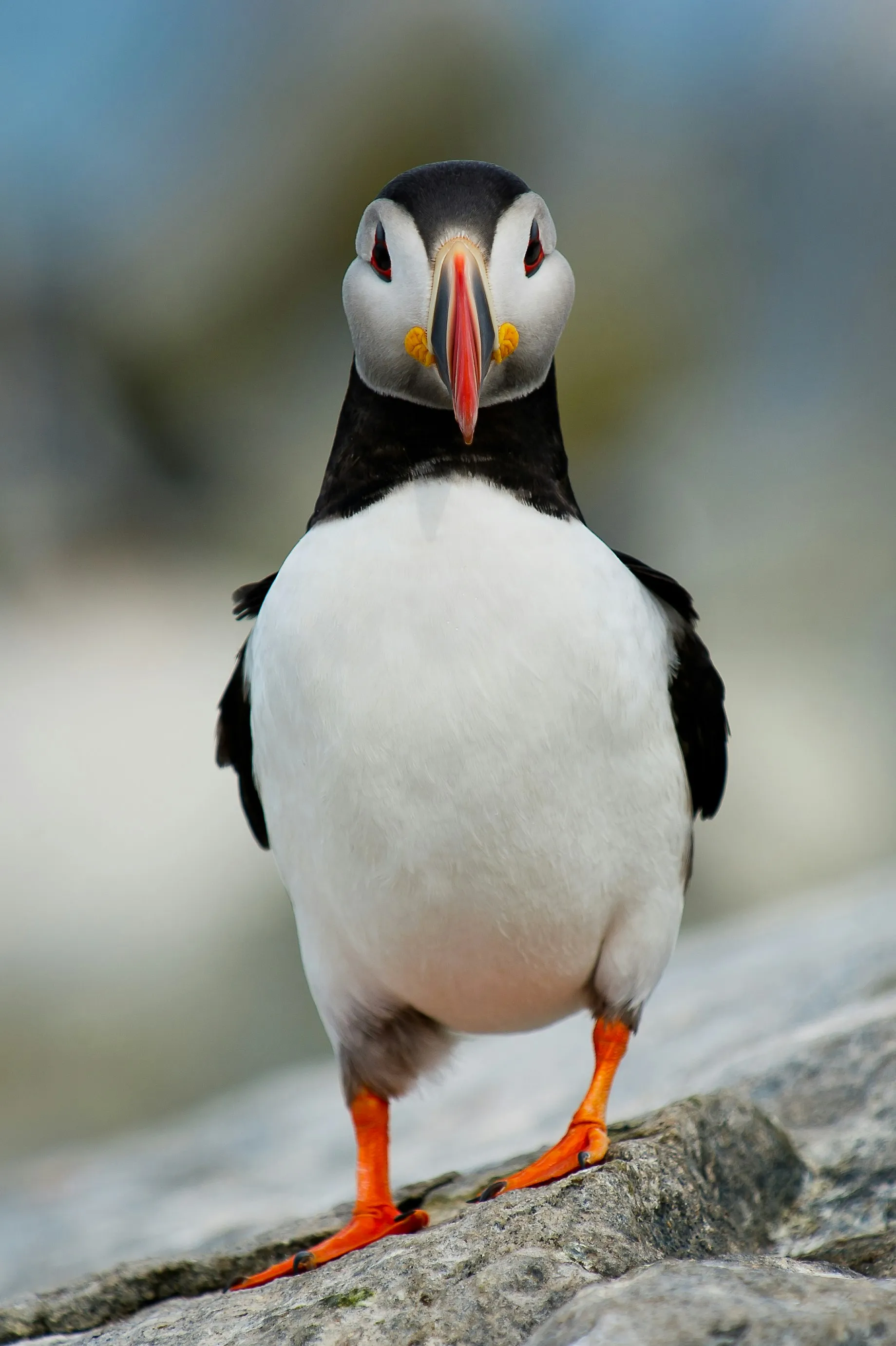 12 Adorable Vintage Puffin Photos to Celebrate Puffin Day in the Cutest ...