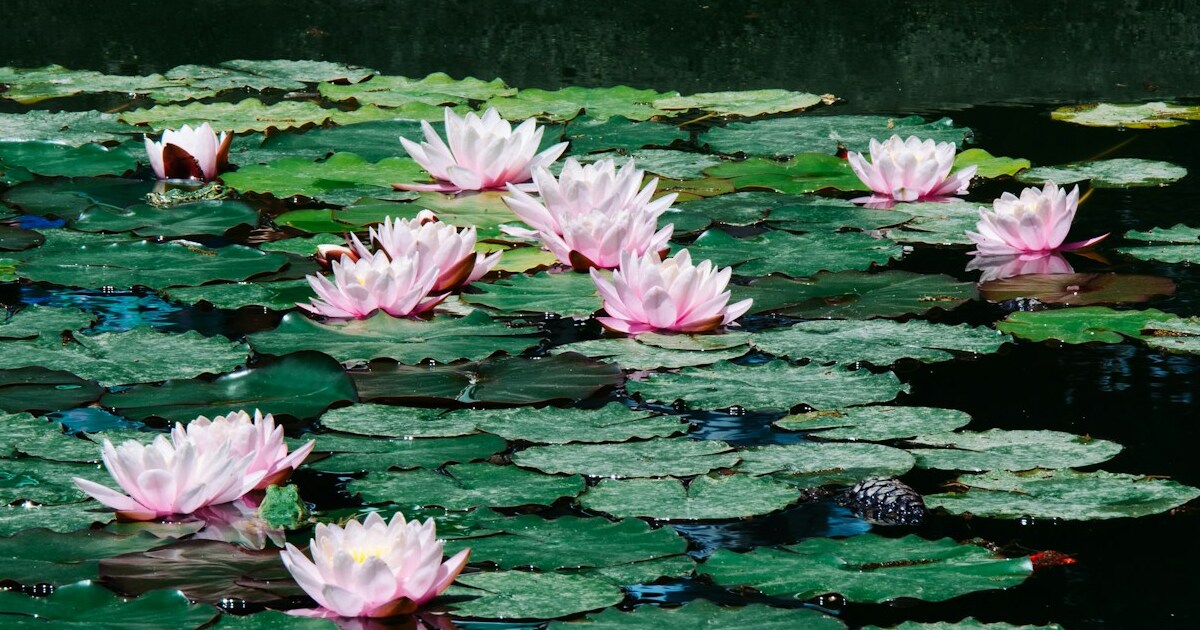 13 Best Plants To Create a Feng Shui Garden