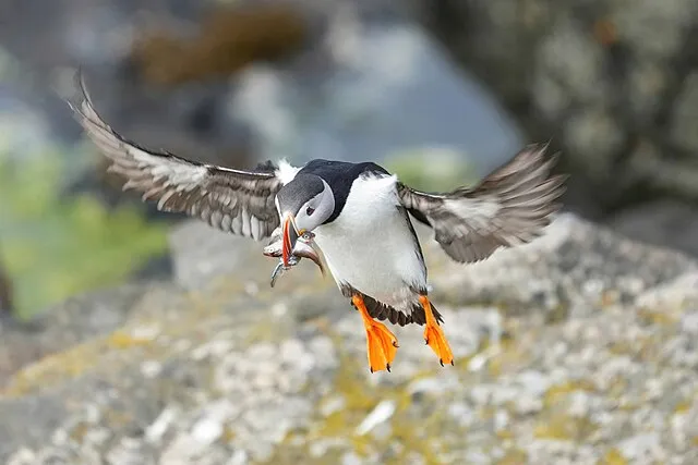 15 Puffin Facts That Sound Totally Made Up—But Are Actually True ...