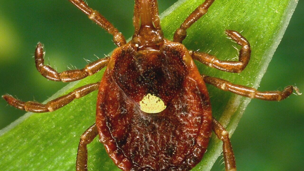 Common tick in the Carolinas can cause red meat allergy