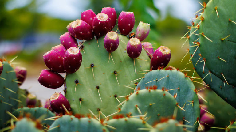 Is It Safe To Drink Cactus Water?