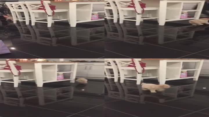 Puppy’s Kitchen Chase Scene Is Pure Comedy