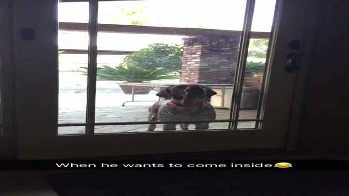When Your Dog Demands You Open the Door With a Snout Push