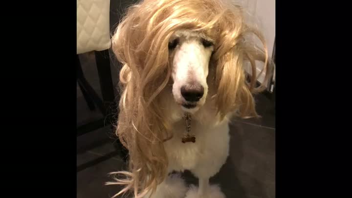 Dogs Rocking Wigs and Looking Absolutely Awkward