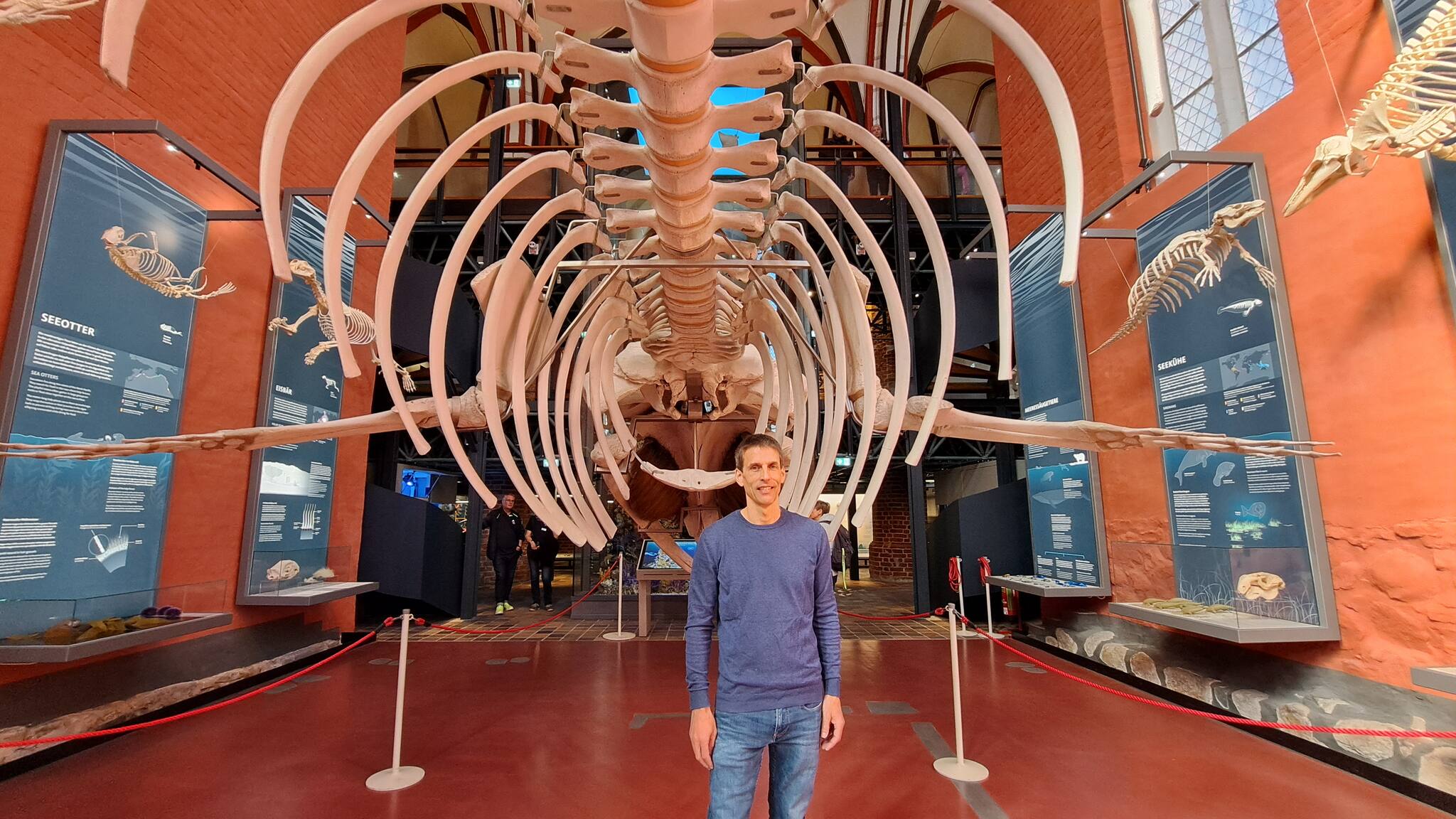 Stralsunder Meeresmuseum: Auge in Auge mit dem Finnwal-Skelett