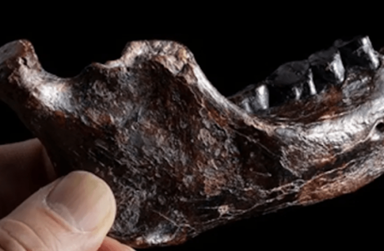 Mass spectrometry identifies mysterious jawbone as Male Denisovan ...