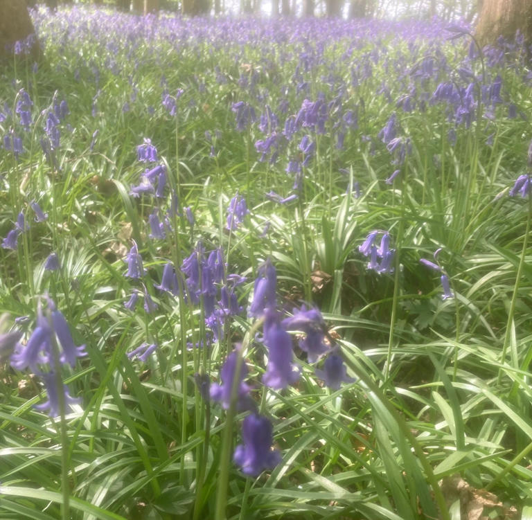 Letter to the editor: This Easter Saturday: The Ifield Wood Hilltop ...