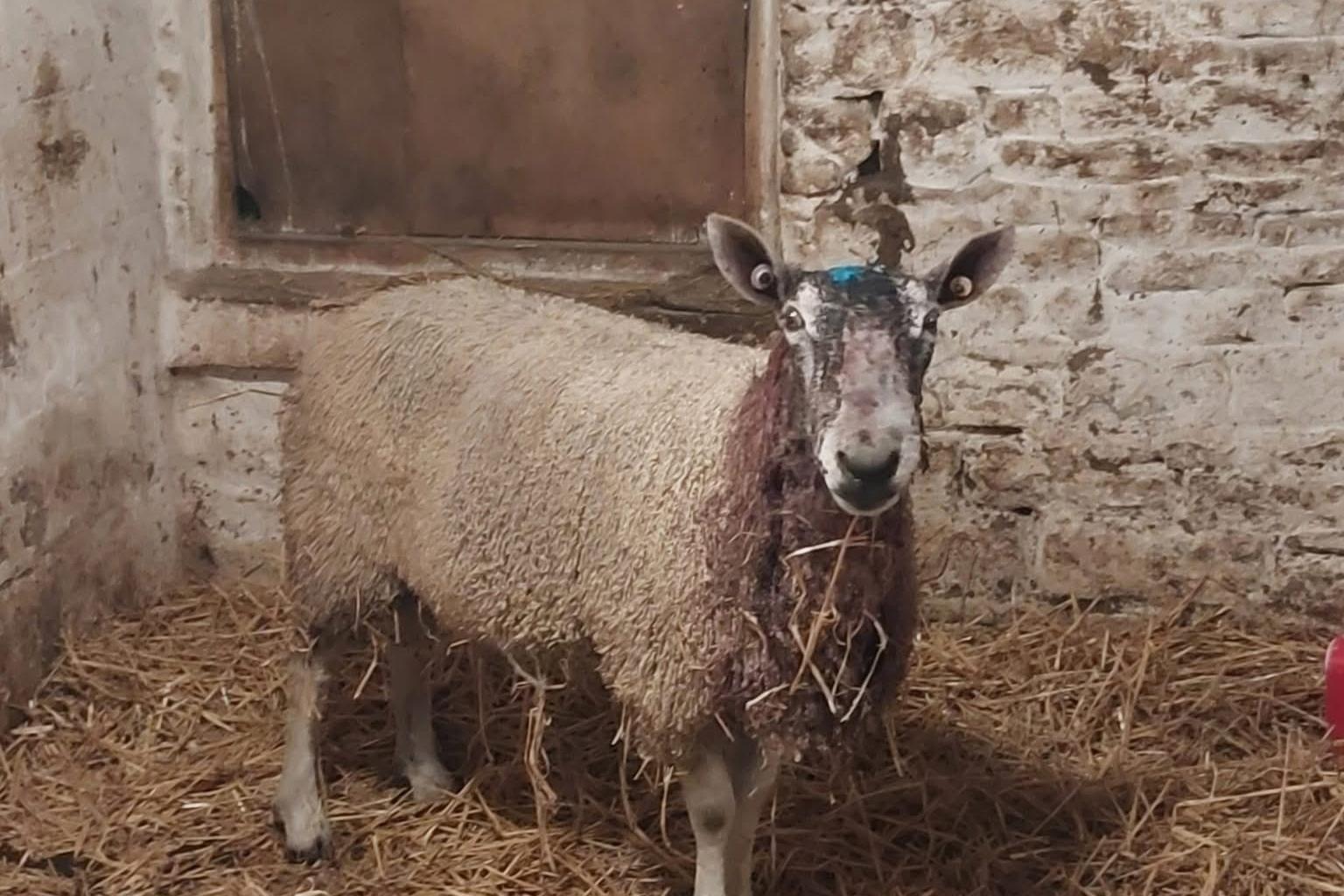 Third dog attack at Peak District farm sees three sheep killed – as ...