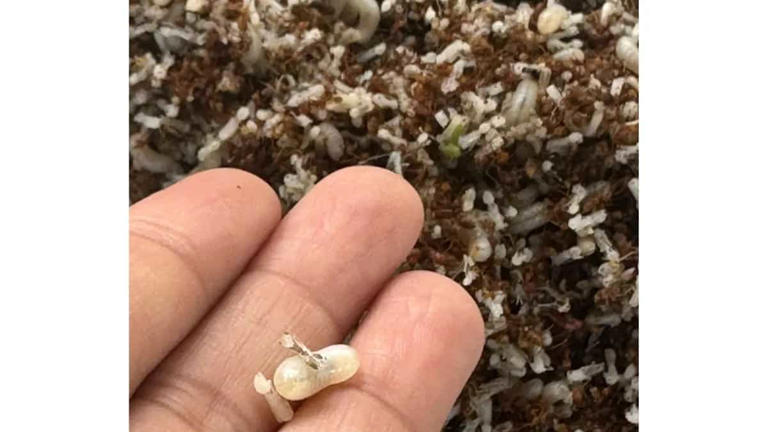 Bihu 2025: Chefs Share Family Recipes, Food Traditions & More