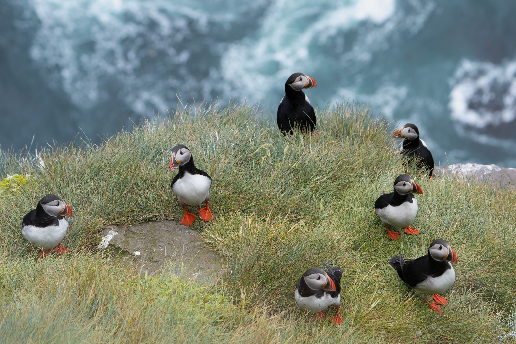 Puffling Season: From France to Canada, where to see pufflings take ...