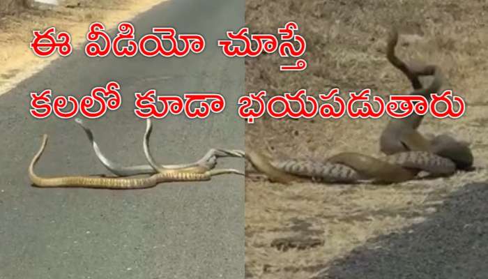 Snakes Dance: బుసలు కొడుతూ పాముల సయ్యాట.. బెంబేలెత్తిన ప్రయాణికులు
