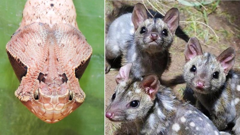 25 Fascinatingly Odd Animals You Might Not Know Exist