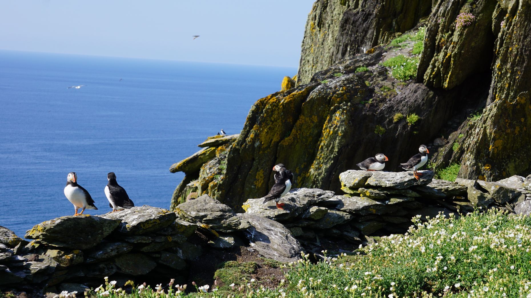 Puffling Season: From France to Canada, where to see pufflings take ...