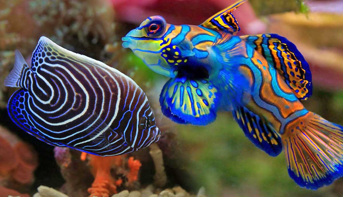 15 Most Beautiful Fish in the World