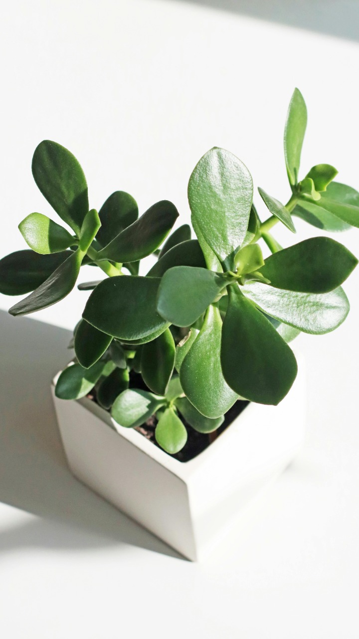 9 common mistakes to avoid when growing jade plants at home