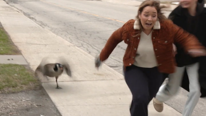 Goose attacks reporter as students deal with 'terror' bird outside house