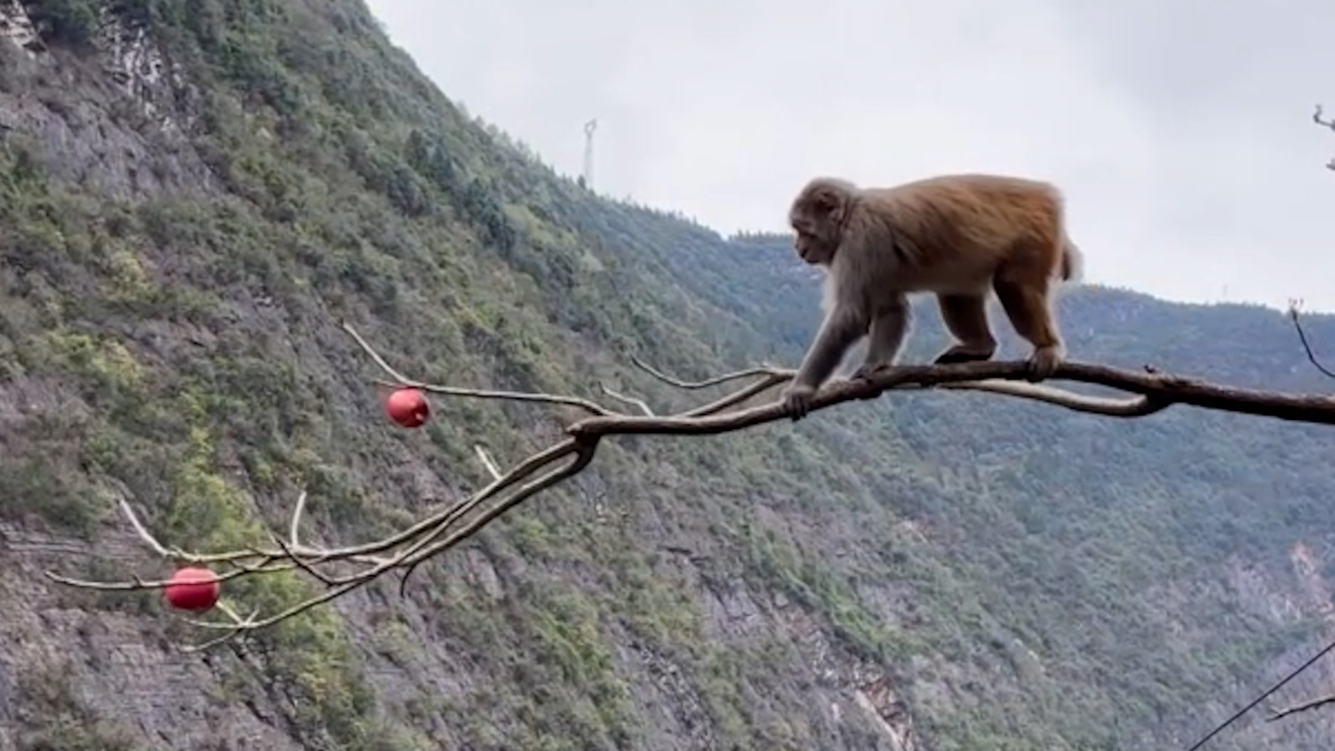 Daring monkey risks life for cliffside apple