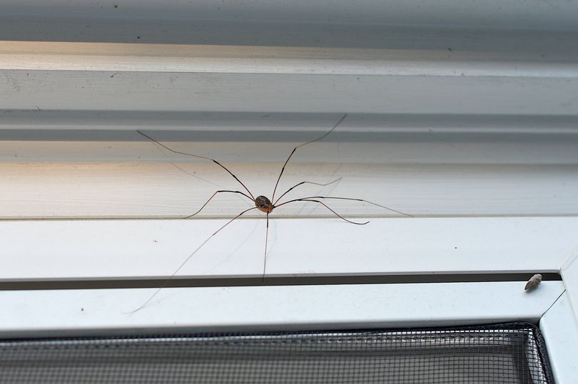 Stop spiders from entering your home with three affordable home hacks