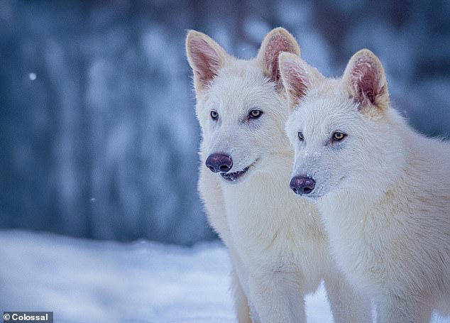 Scientists perform world's first de-extinction to revive the dire wolf